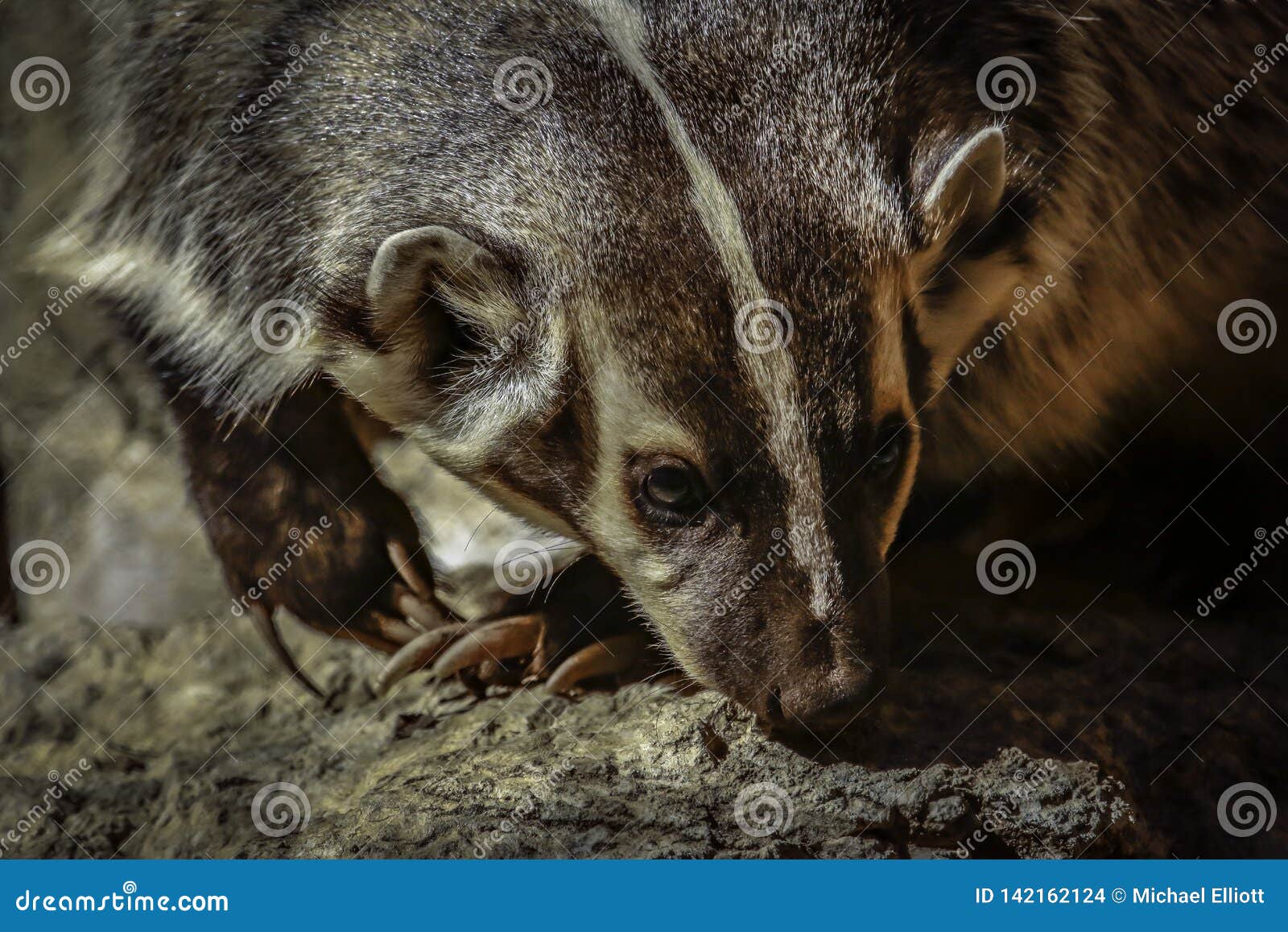 American Badger Portrait in the Shadows Stock Photo - Image of gray ...