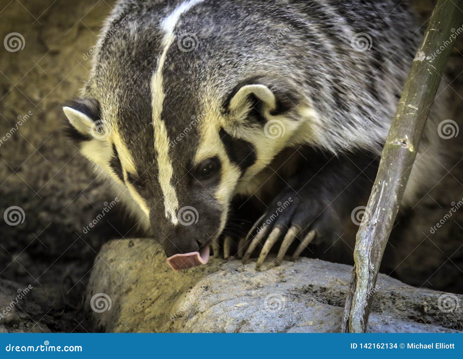 American Badger Portrait in the Shadows Stock Photo - Image of digger ...