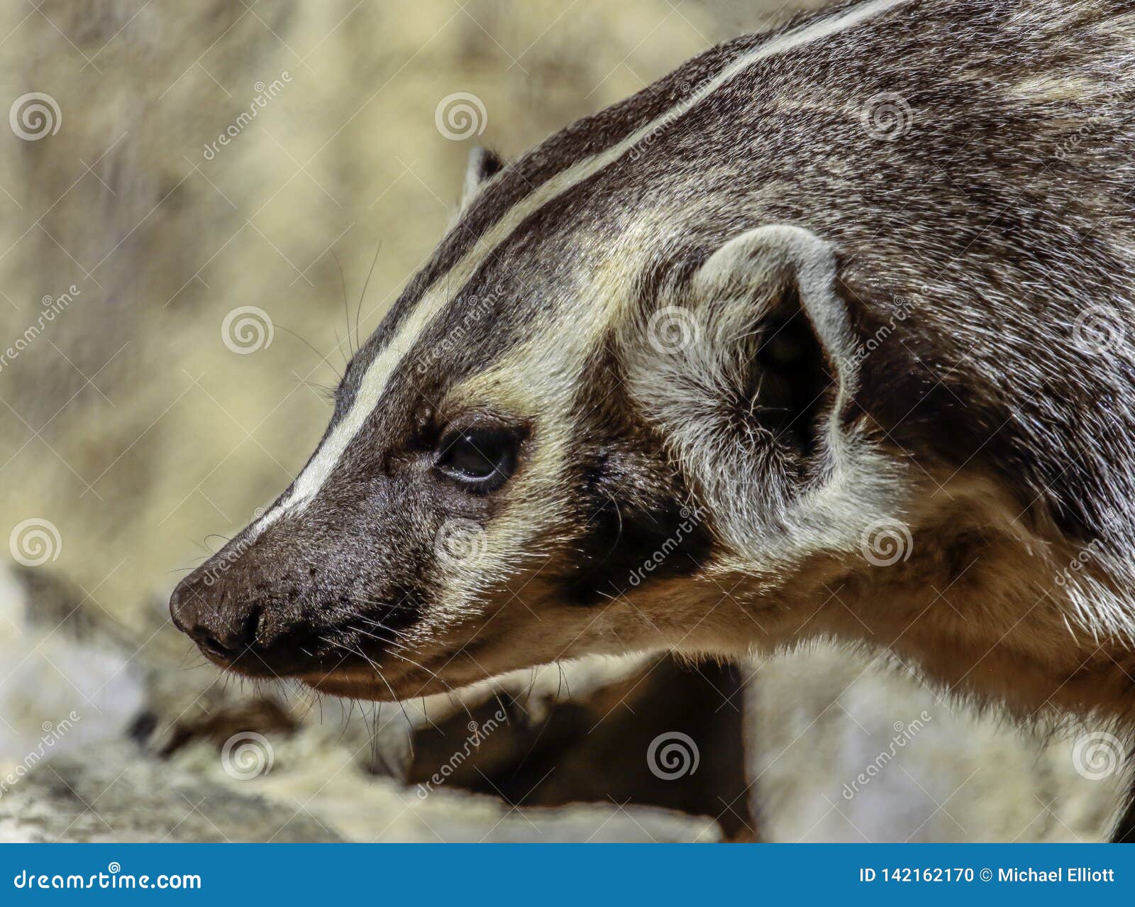 American Badger Portrait in the Shadows Stock Photo - Image of badger ...