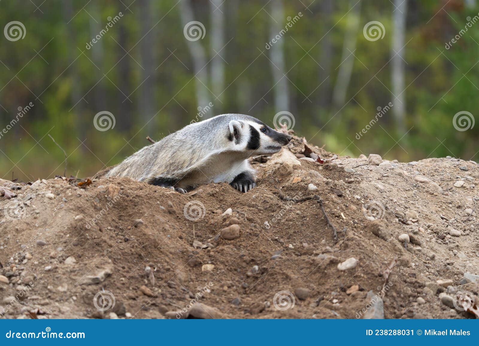 American Badger Resting on His Den in Fall Stock Image - Image of ...