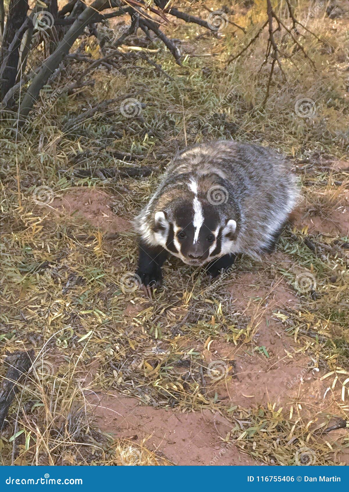 American Badger Sits Under Mesquite Bush Stock Photo - Image of furry ...