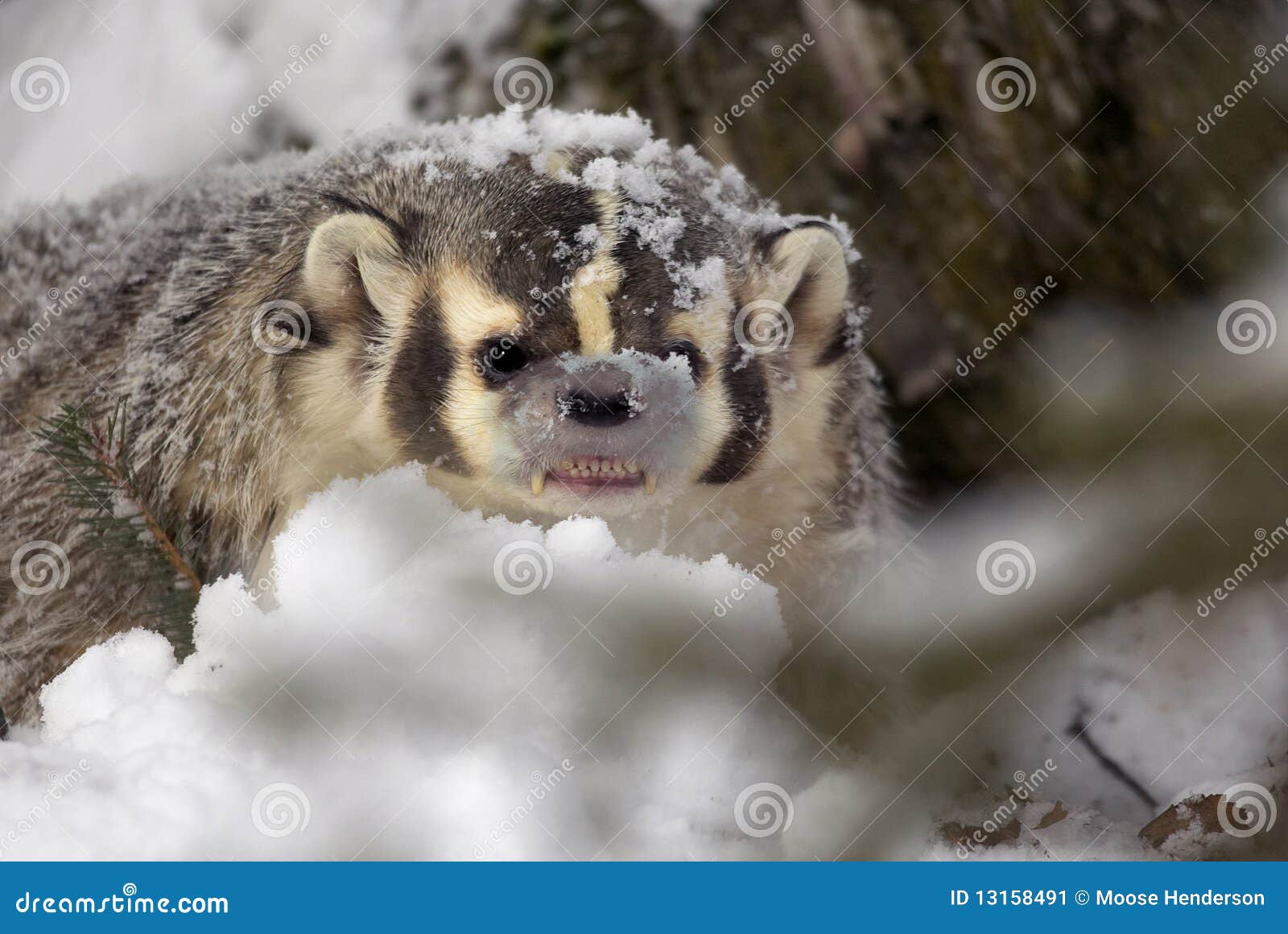 Angry Badgers