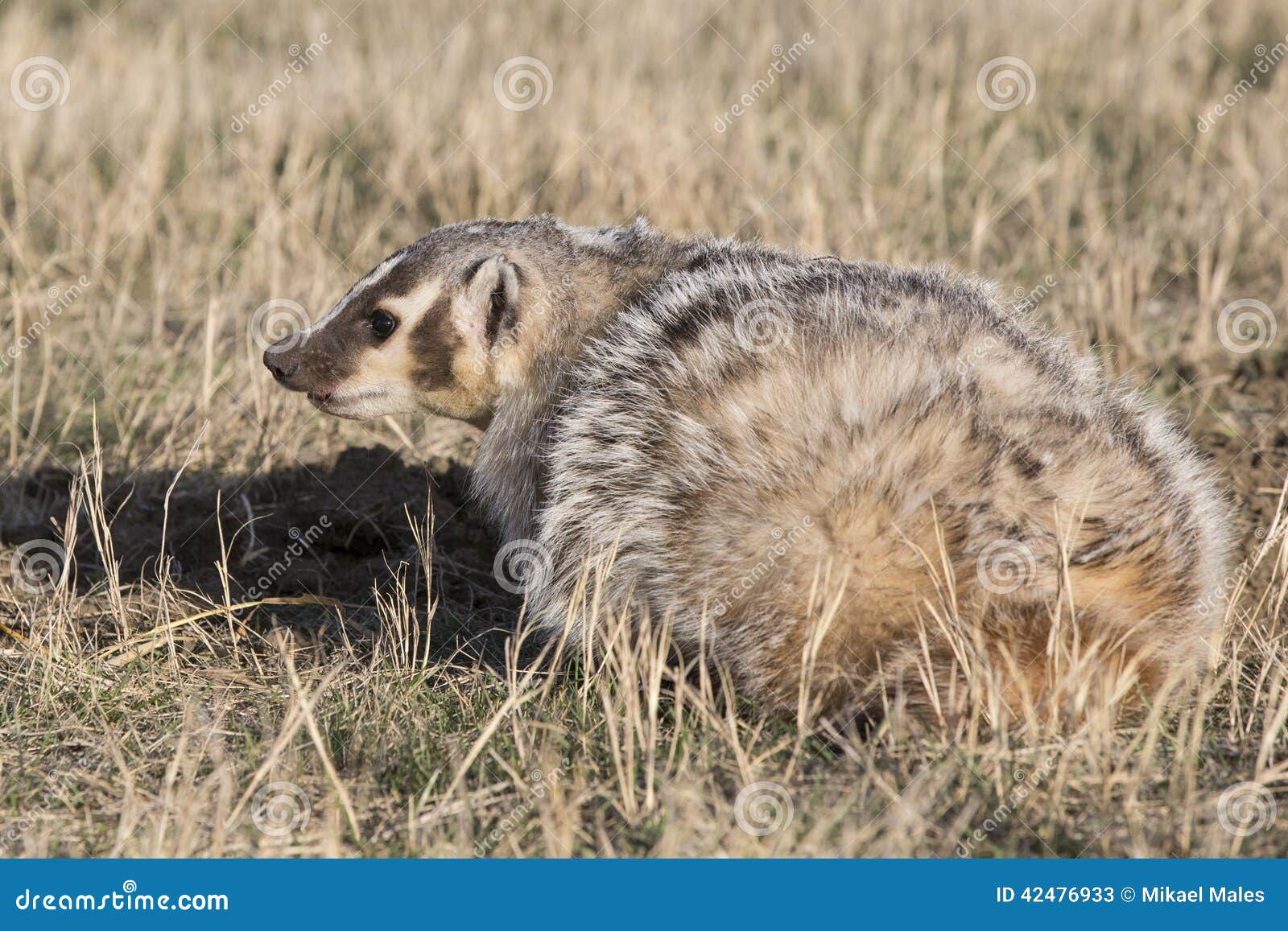 American Badger Staining Ground on Prairie Stock Image - Image of ...