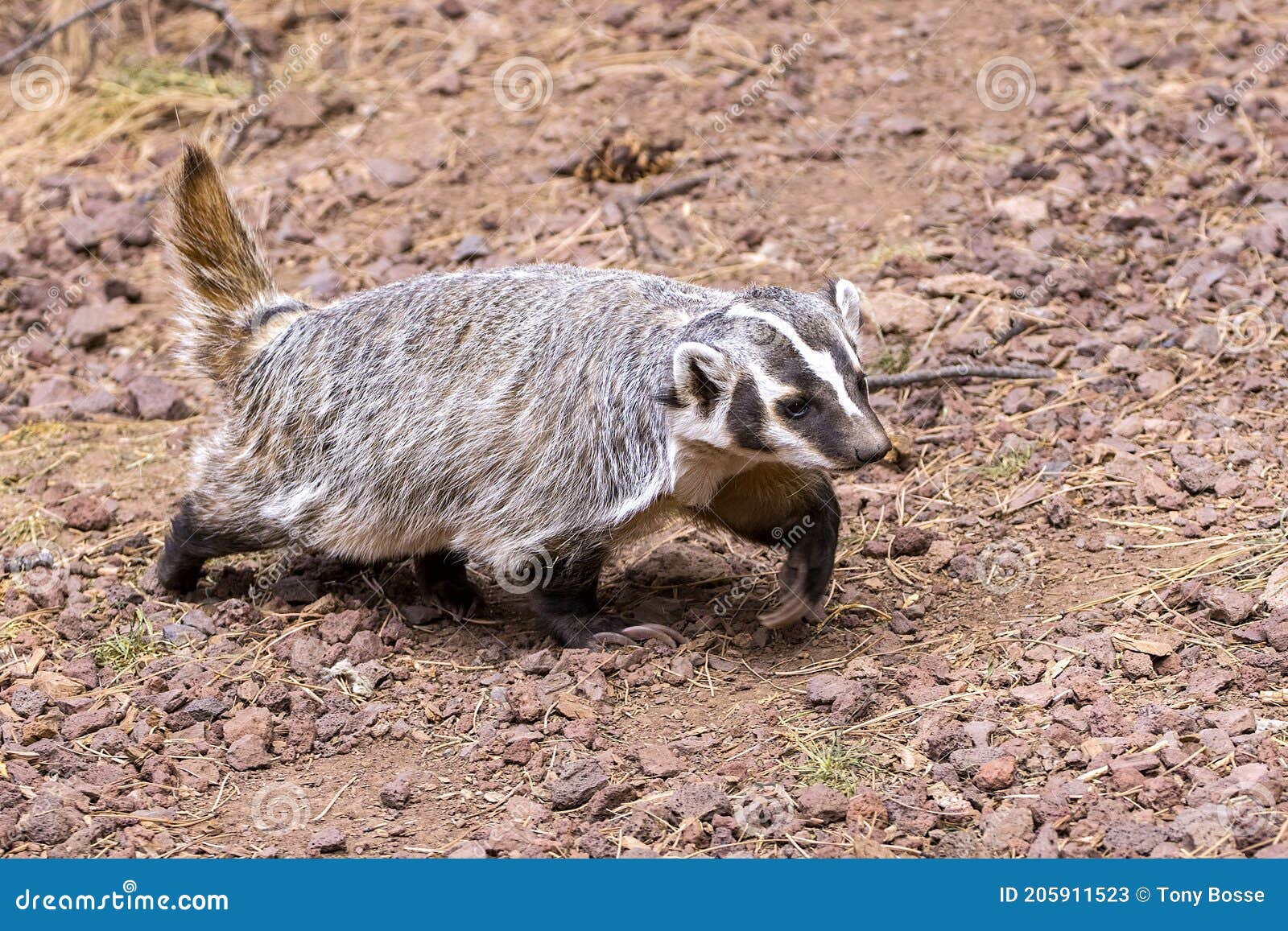 American Badger stock image. Image of digger, aggressive - 205911523