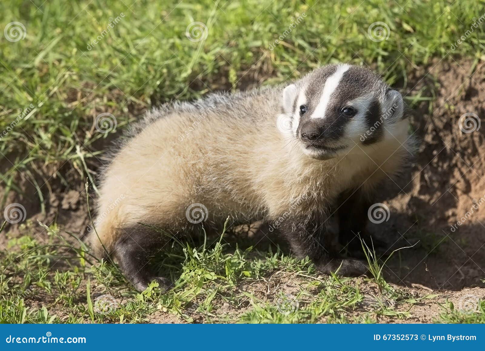 American Badger Babies