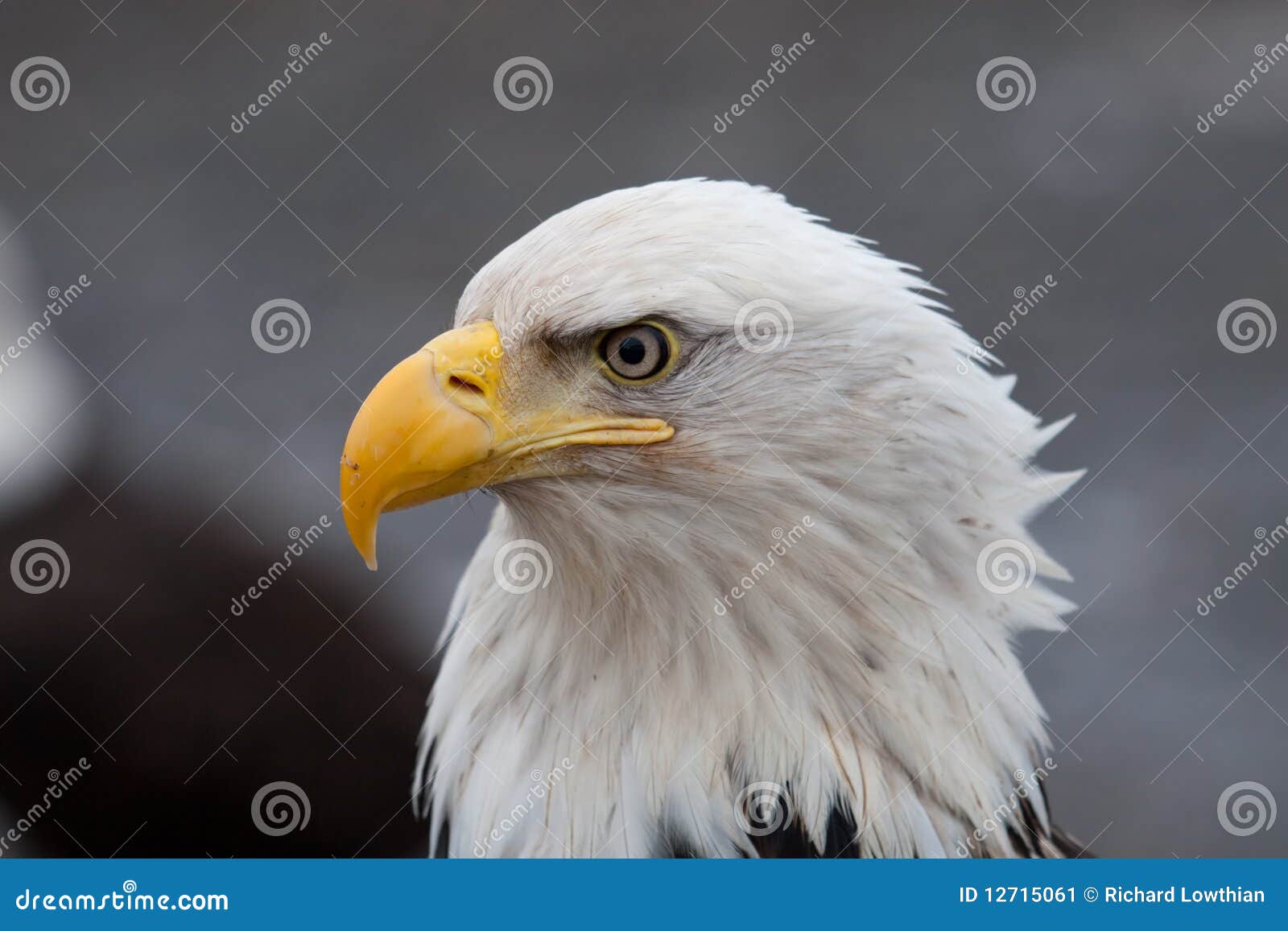 American Bald Eagle stock image. Image of freedom, close - 12715061
