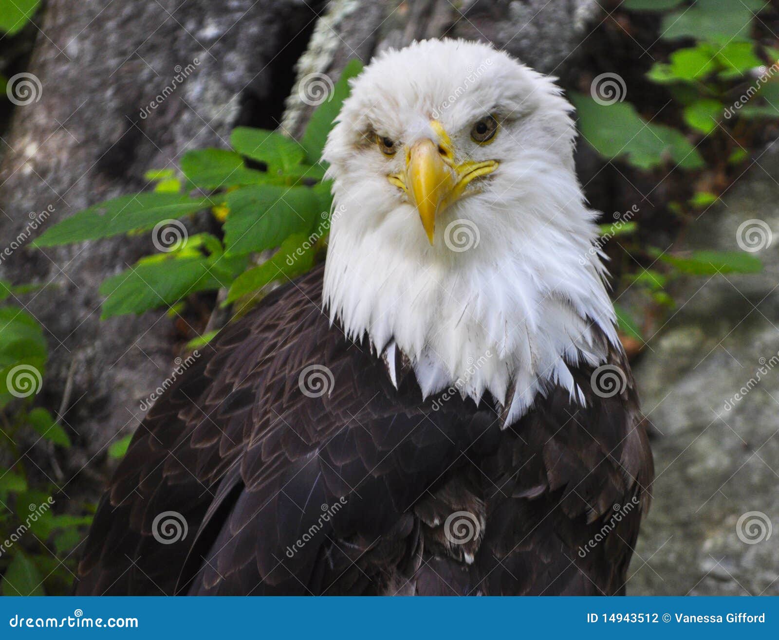 Eagle Ripping Flag Stock Photos - Free & Royalty-Free Stock Photos from ...