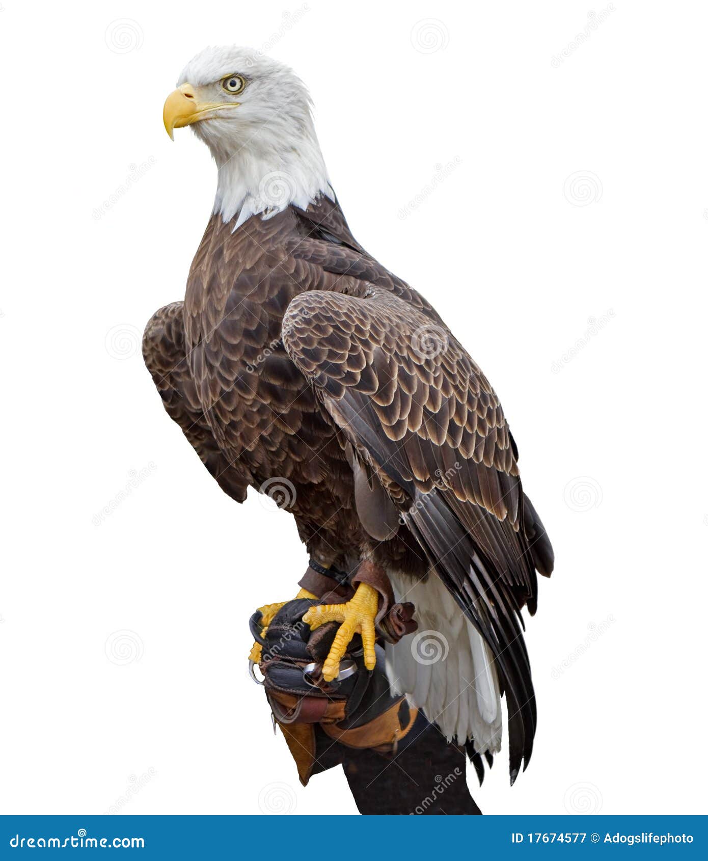 Bald Eagle With Colorful Plumage And White Head On Green Background ...
