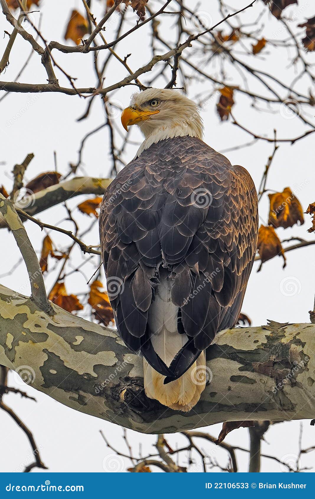 American Bald Eagle stock image. Image of raptor, hook - 22106533