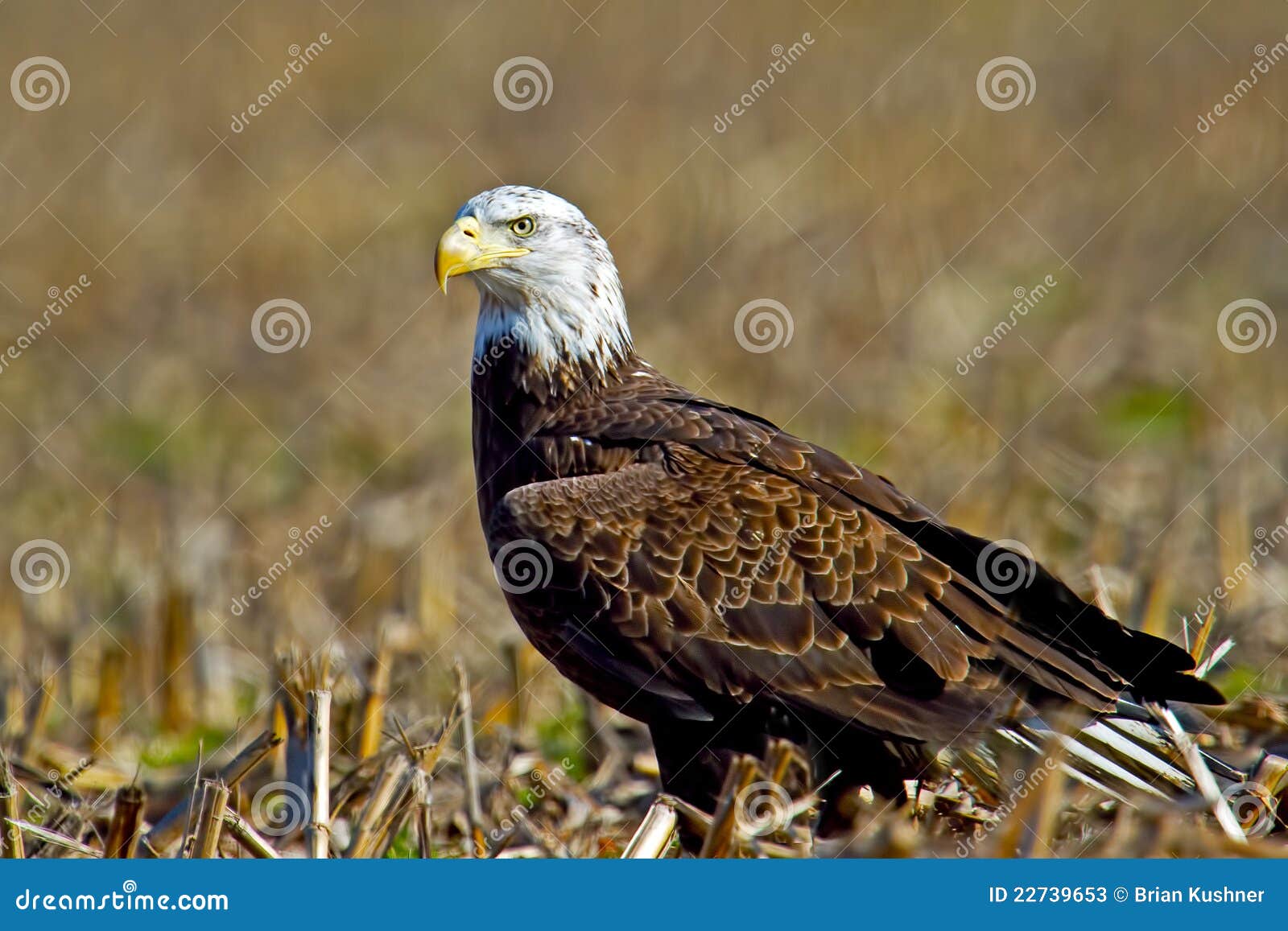 American Bald Eagle stock image. Image of king, fish - 22739653