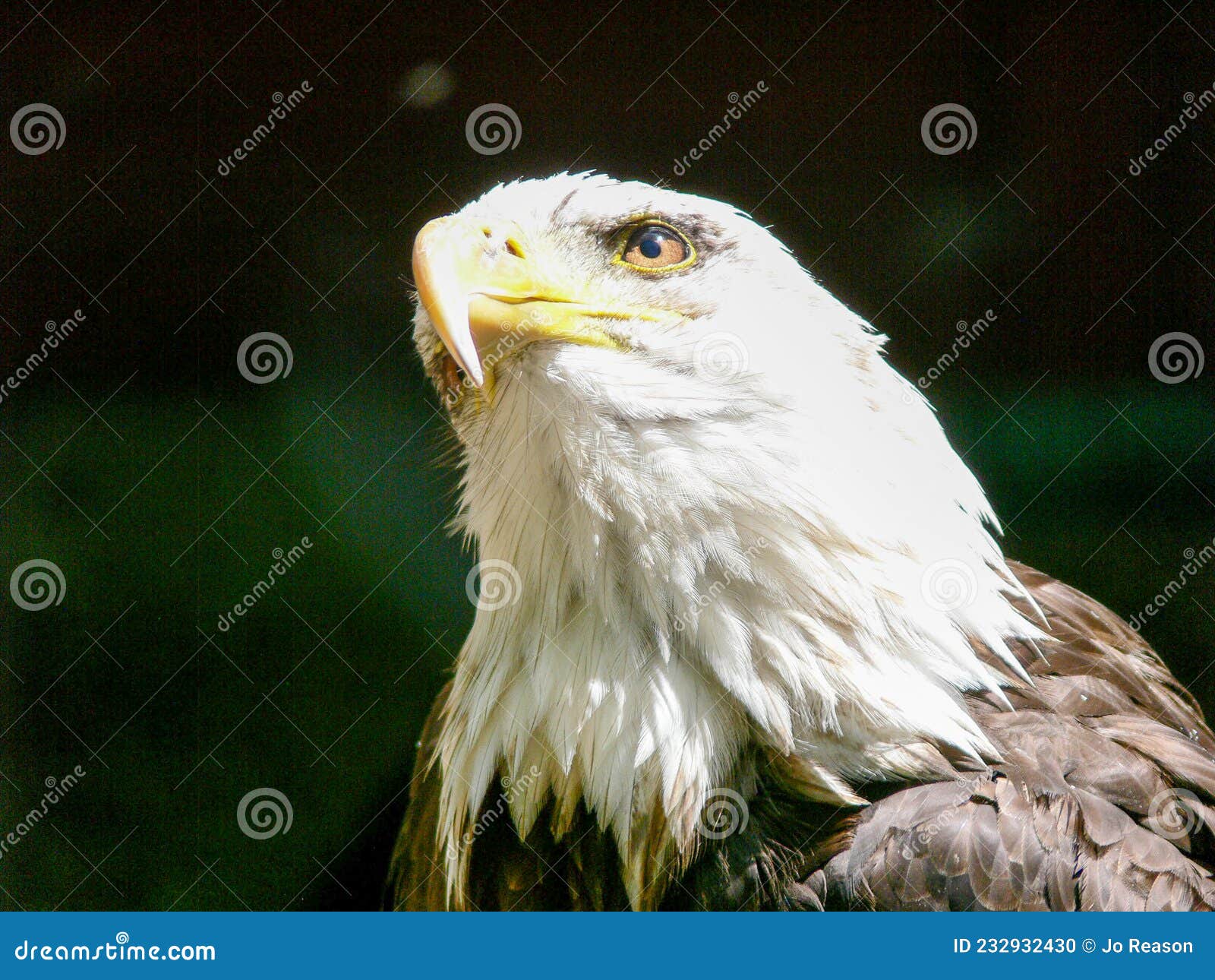 American Bald Eagle stock photo. Image of brown, beautiful - 232932430