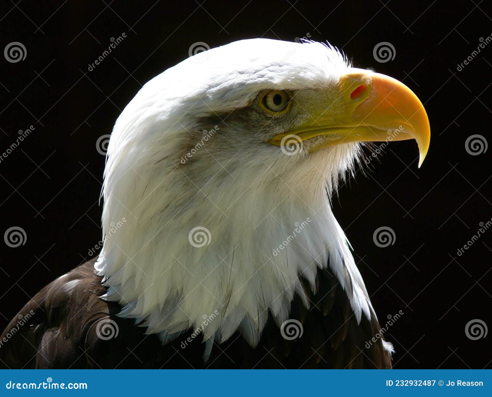 American Bald Eagle stock image. Image of flight, outdoor - 232932487