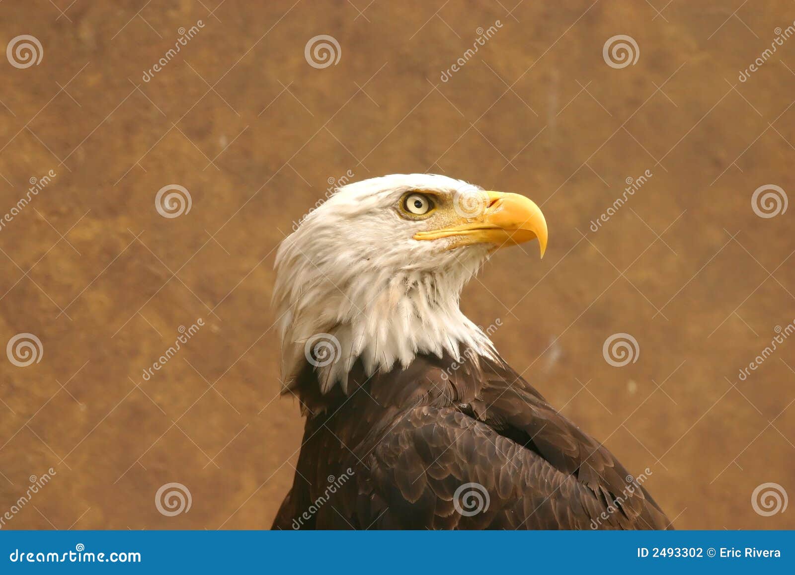 American bald eagle stock photo. Image of head, bald, eagle - 2493302
