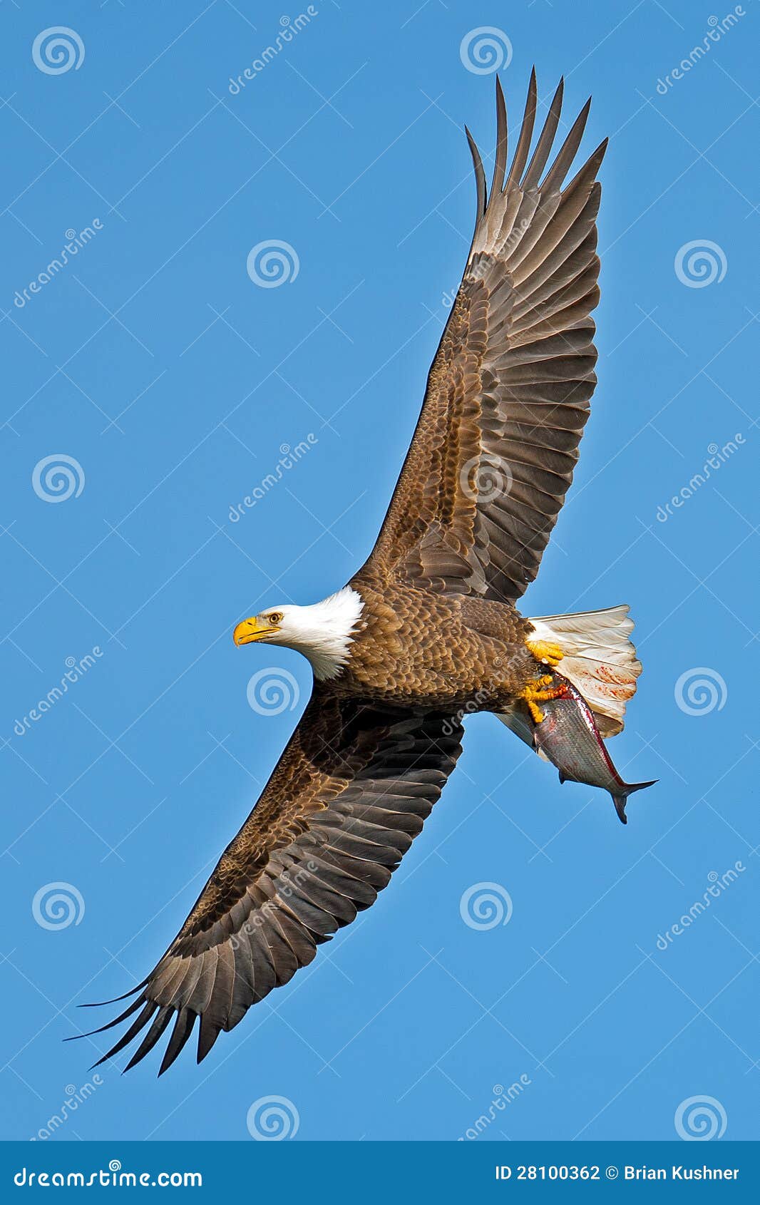 Eagle Bleeding Stock Photos - Free & Royalty-Free Stock Photos from ...