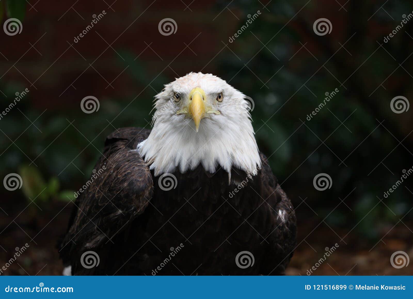 The American Bald Eagle stock image. Image of patriotic - 121516899