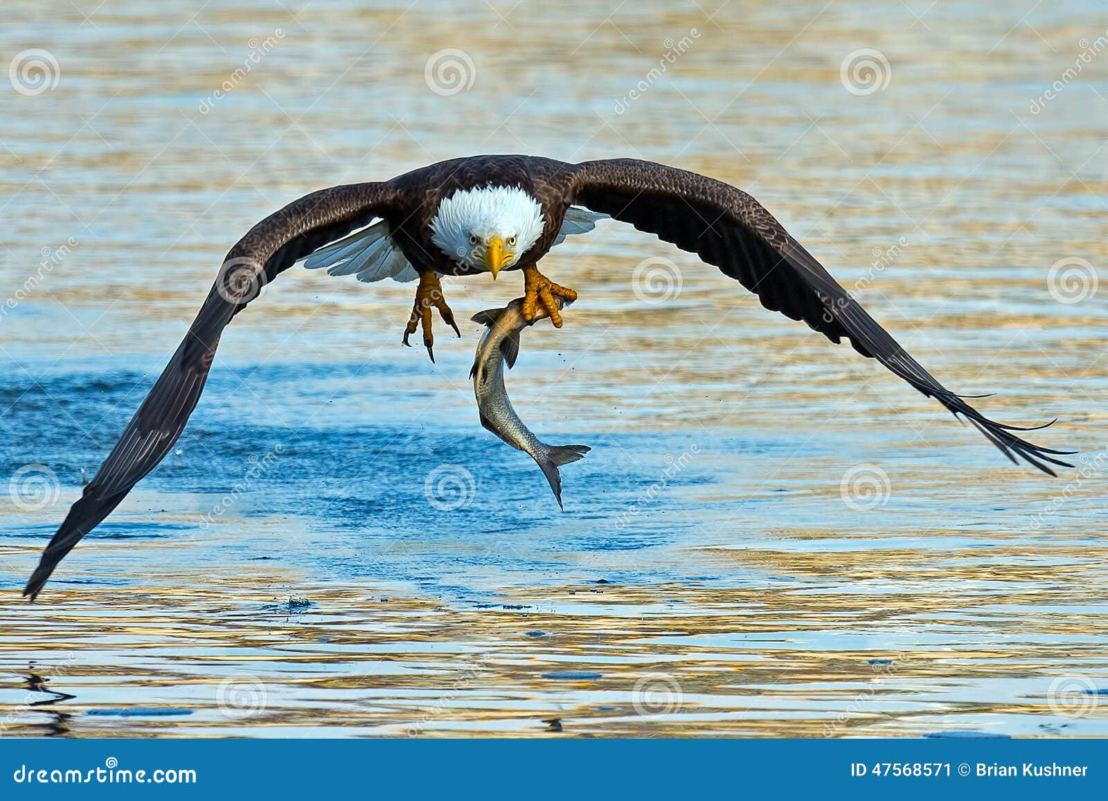 American Bald Eagle stock image. Image of beak, haliaeetus - 47568571