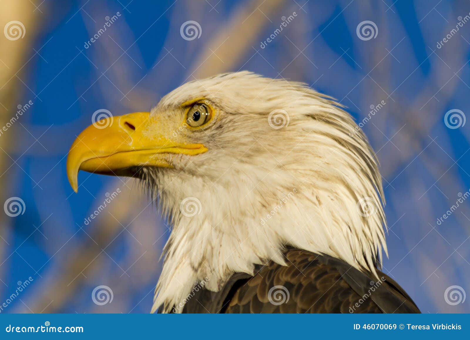 American Bald Eagle in Autumn Setting Stock Image - Image of symbol ...