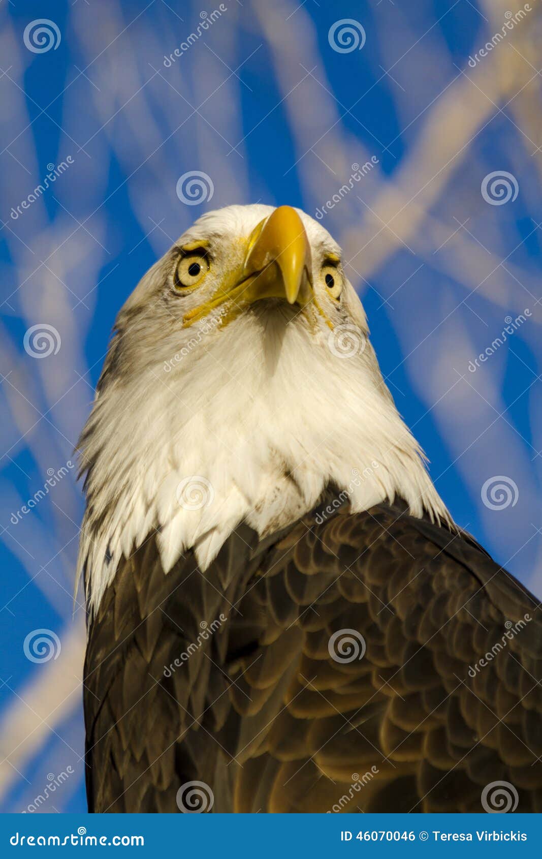 American Bald Eagle in Autumn Setting Stock Photo - Image of powerful ...