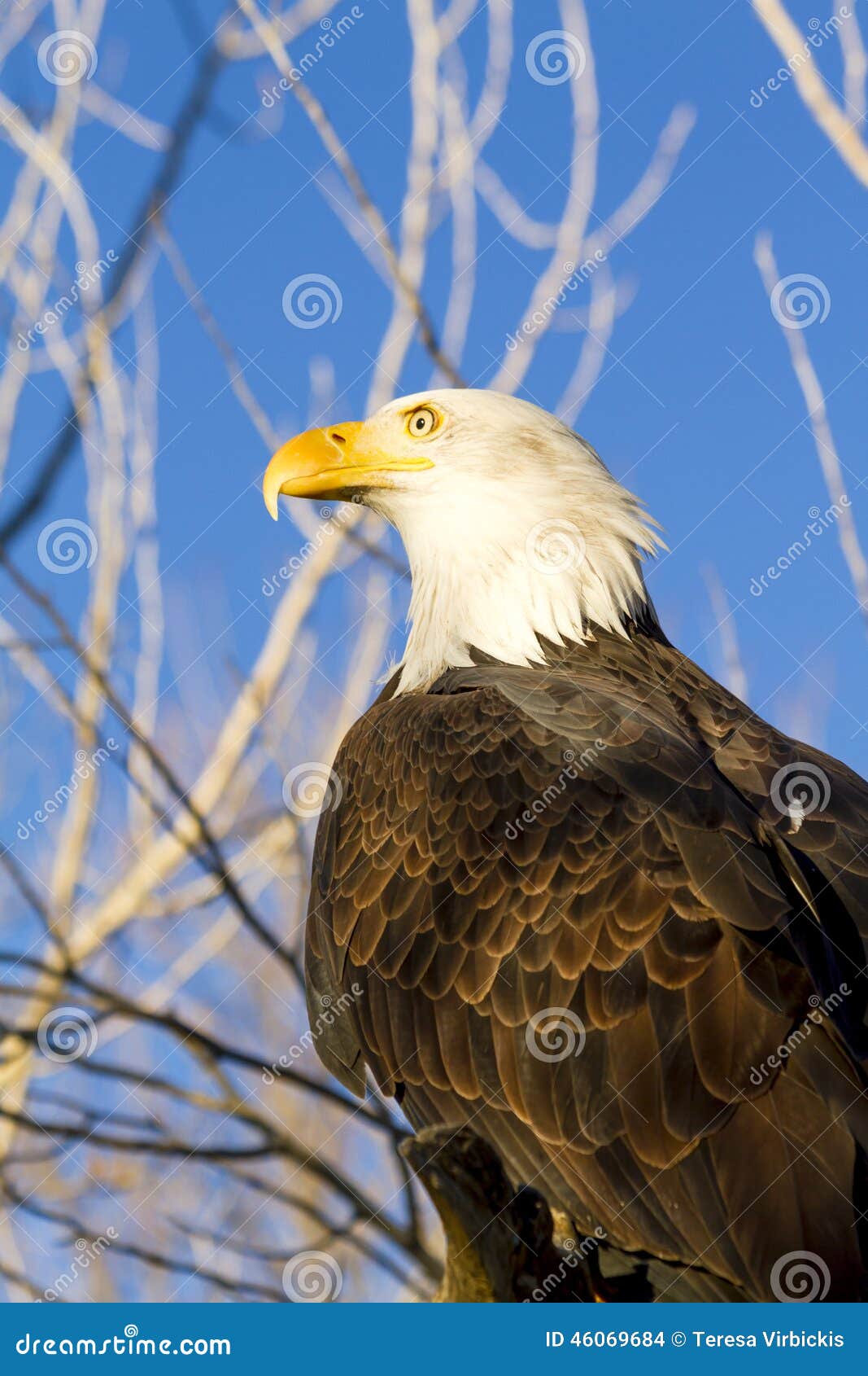 American Bald Eagle in Autumn Setting Stock Photo - Image of prey ...