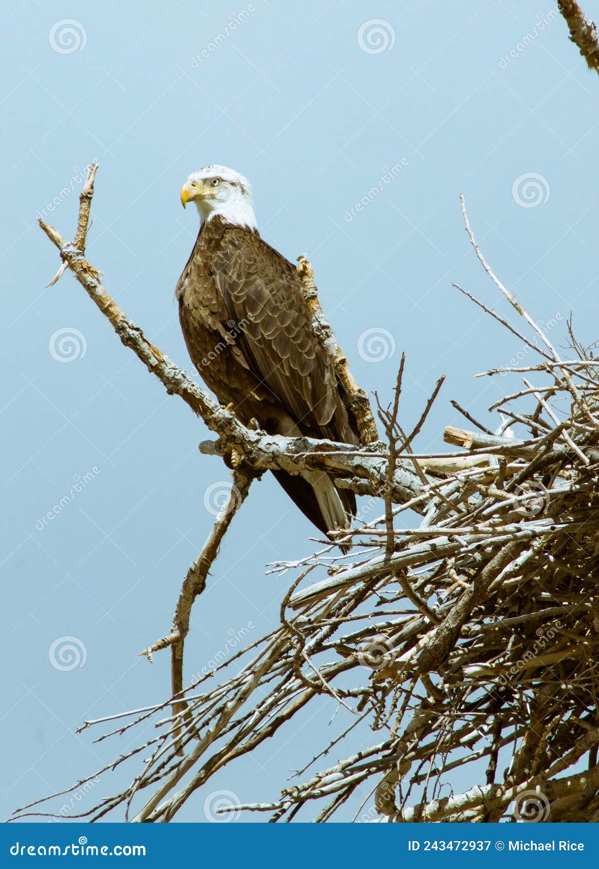 American Bald Eagle and Best Stock Image - Image of avian, tree: 243472937
