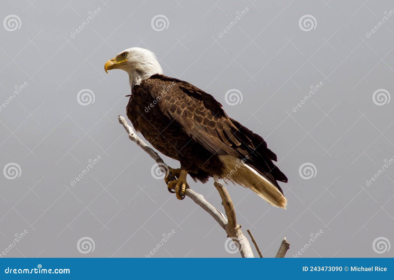 American Bald Eagle on Branch Stock Photo - Image of eagle, animal ...