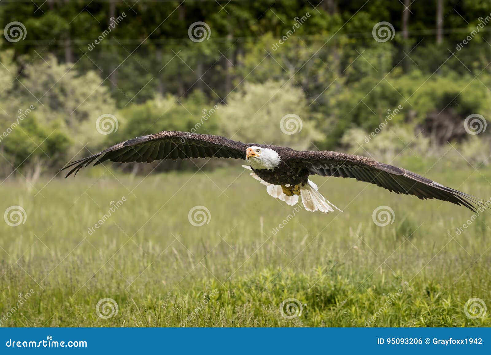 American Bald Eagle, Canadian Raptor Conservancy Stock Photo - Image of ...