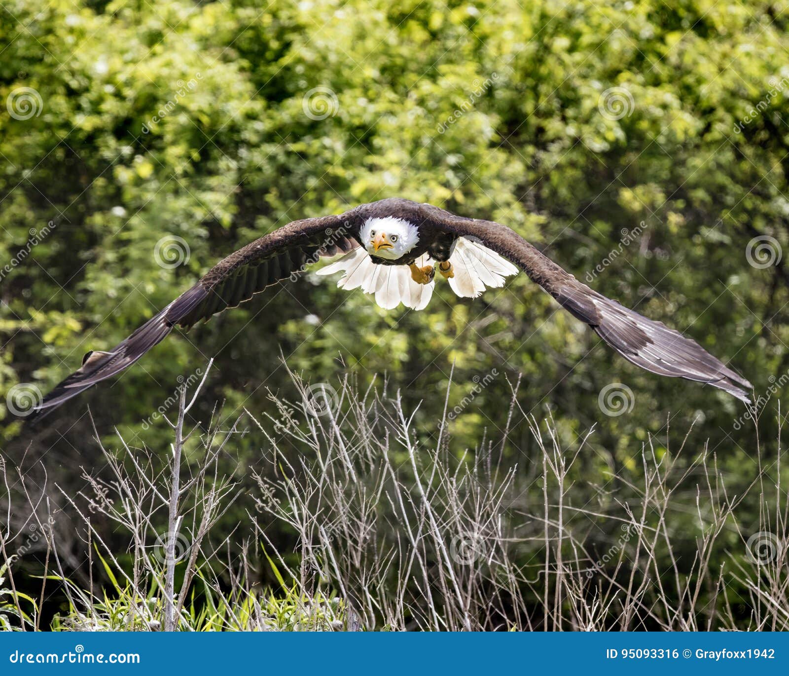 American Bald Eagle, Canadian Raptor Conservancy Stock Photo - Image of ...