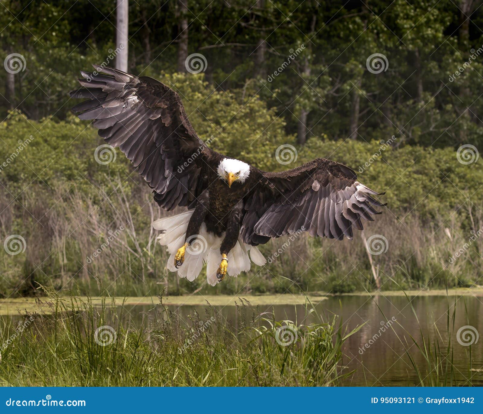 American Bald Eagle, Canadian Raptor Conservancy Stock Image - Image of ...