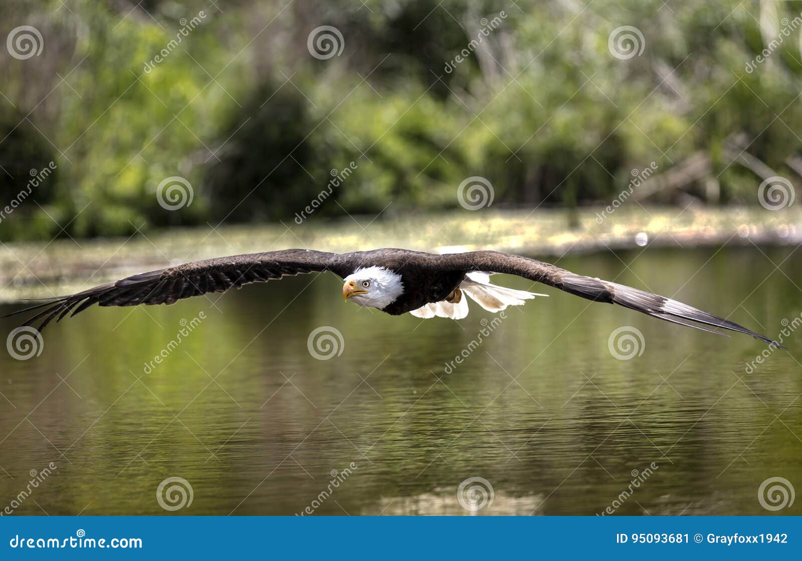 American Bald Eagle, Canadian Raptor Conservancy Stock Image - Image of ...