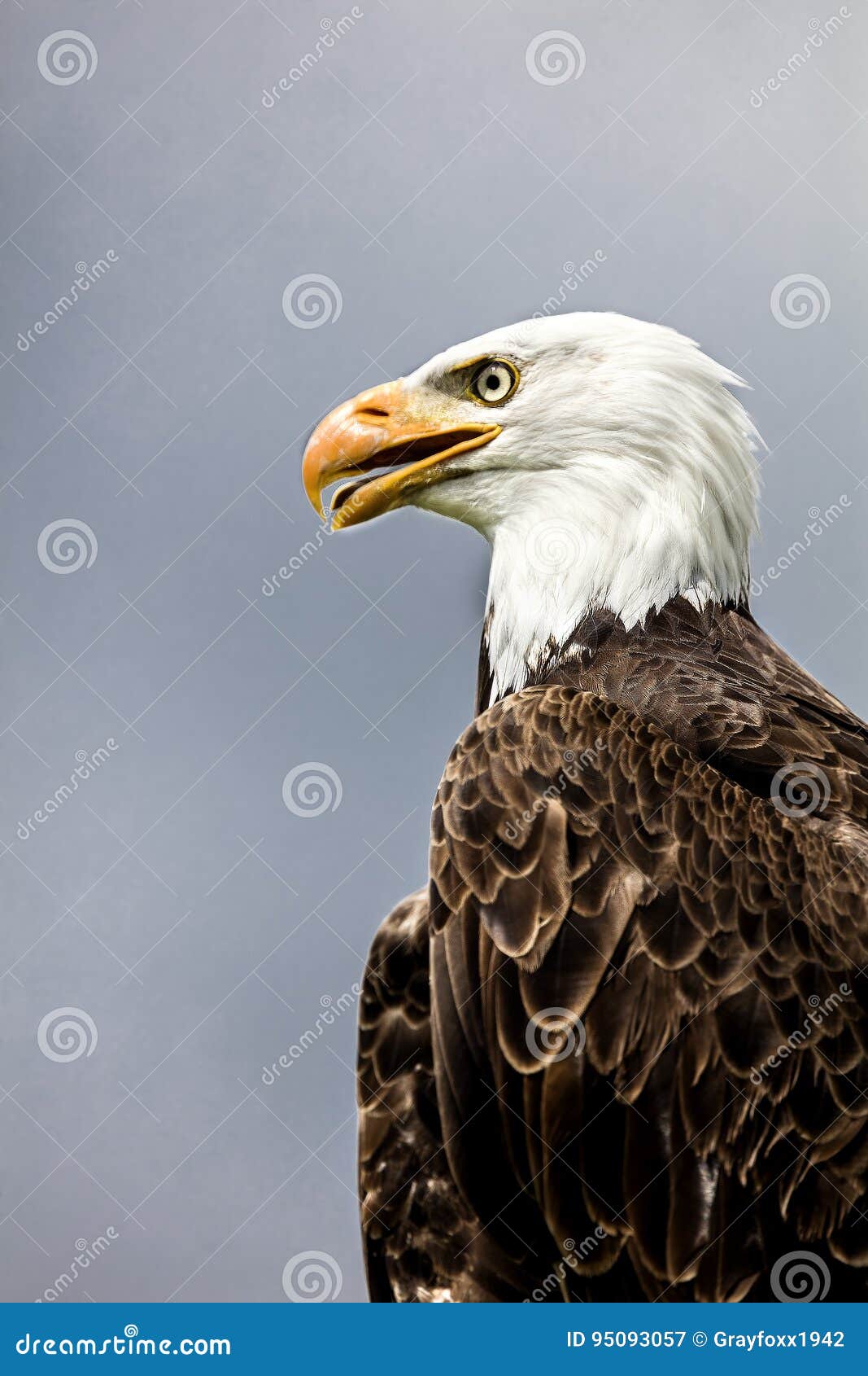 American Bald Eagle, Canadian Raptor Conservancy Stock Image - Image of ...