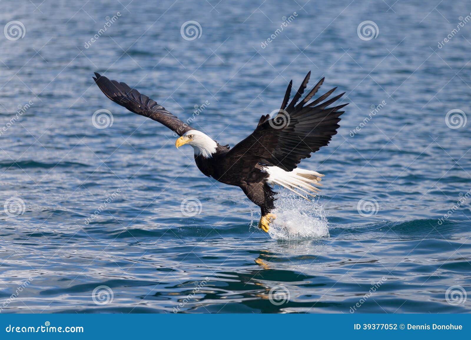 American Bald Eagle Catching Fish Stock Photo - Image of beak, portrait ...