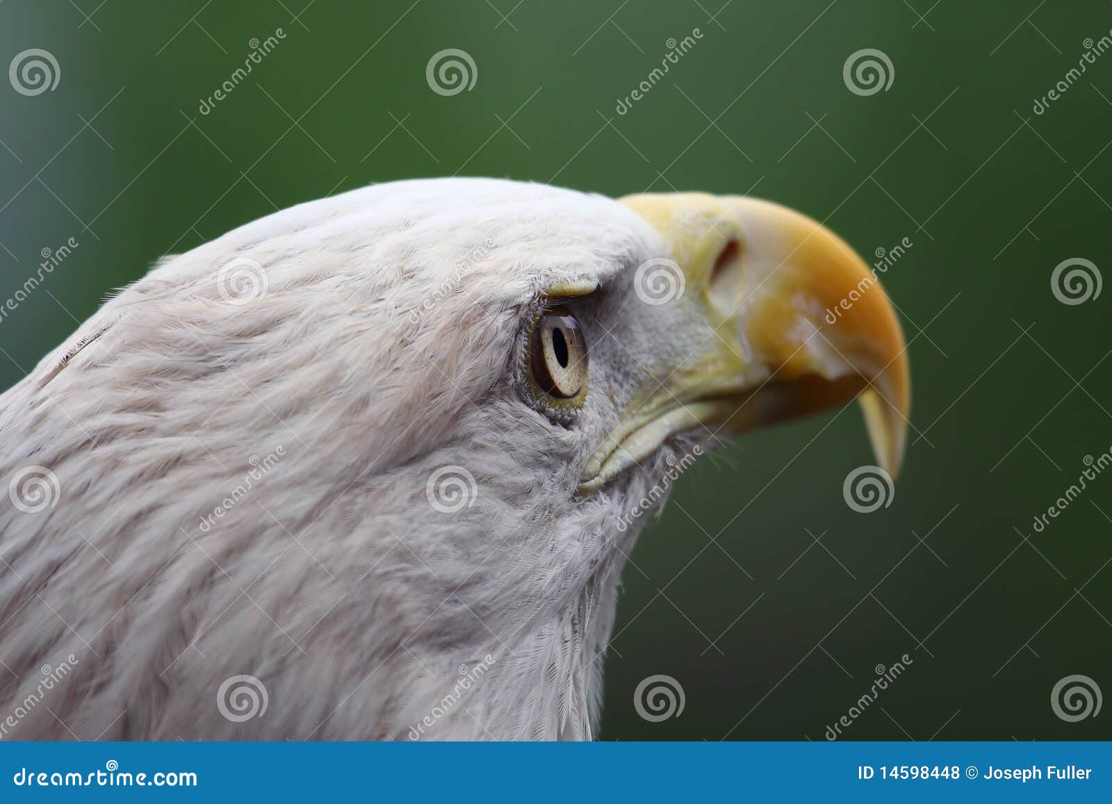 American Bald Eagle Close Up Stock Photo - Image of feathers, hunter ...