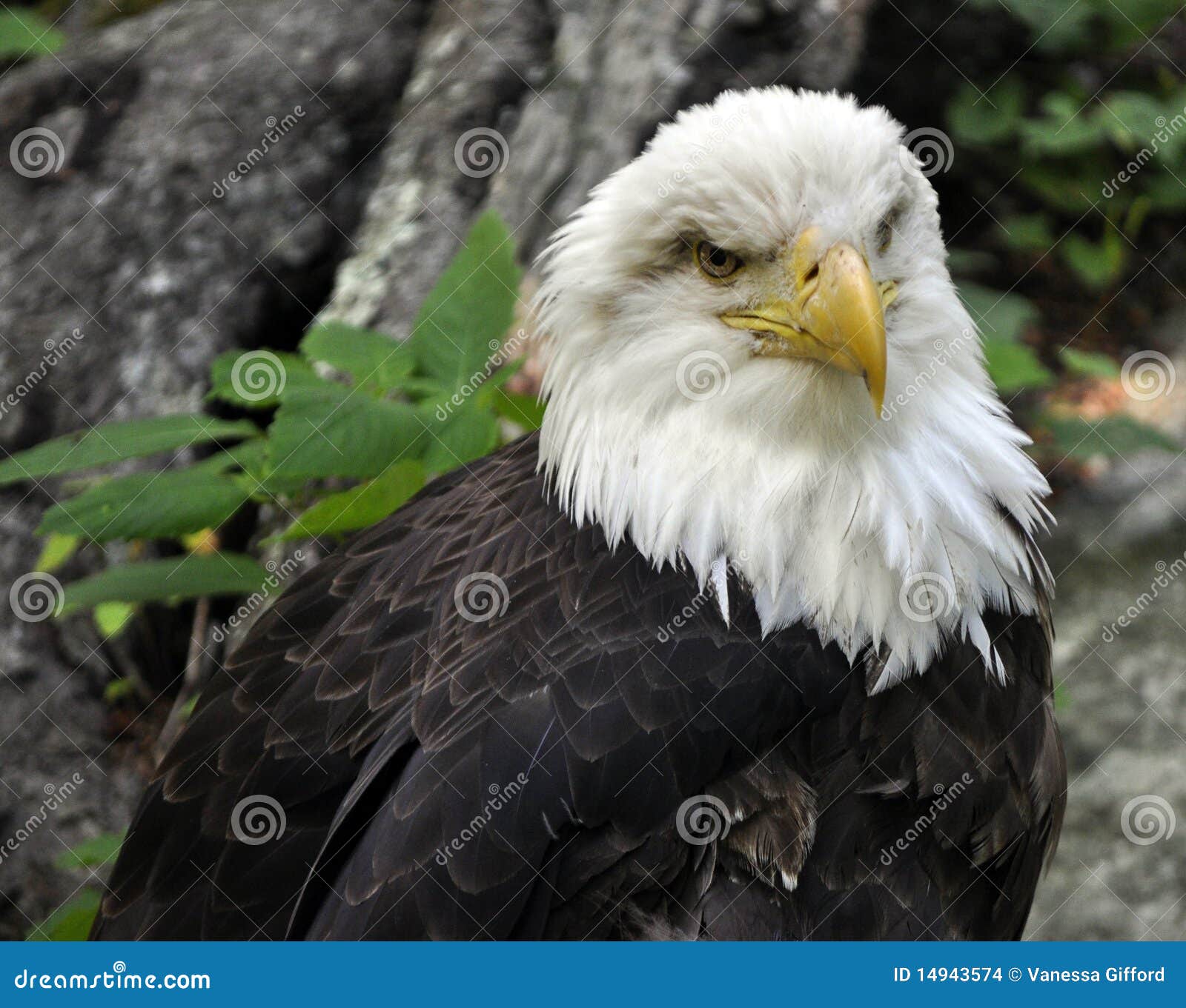 American Bald Eagle Close Up Stock Photo - Image of gentle, bald: 14943574