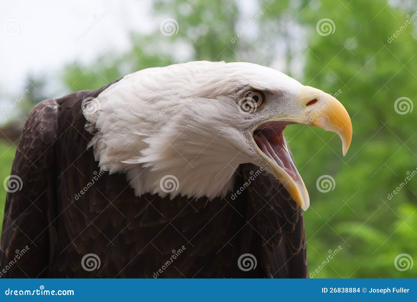 American Bald Eagle Close Up Stock Photo - Image of hunt, bald: 26838884