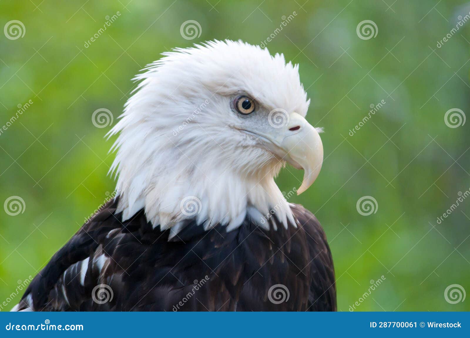 American Bald Eagle Close Up Stock Image - Image of haliaeetus, animals ...