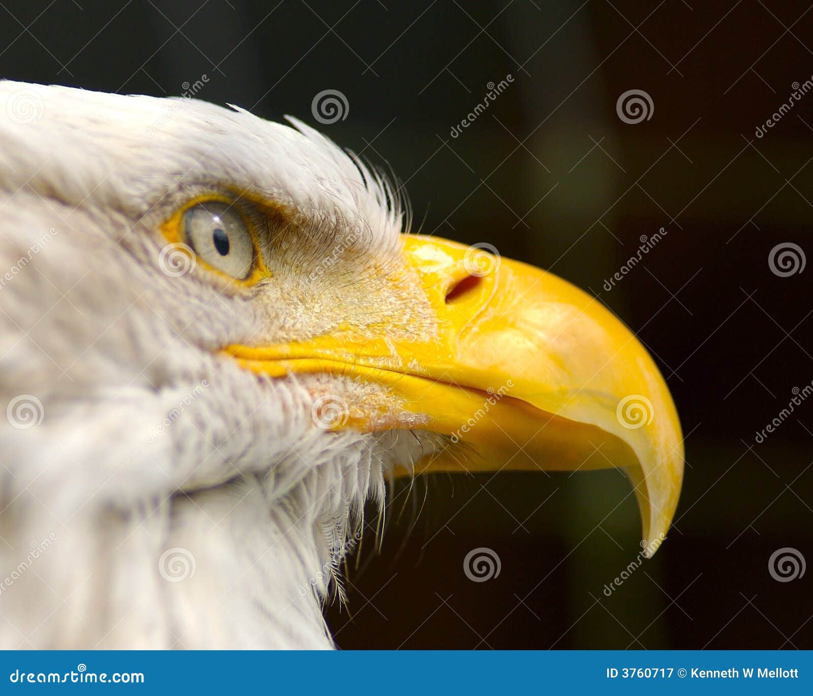 American Bald Eagle Close-up Stock Image - Image of prey, courage: 3760717