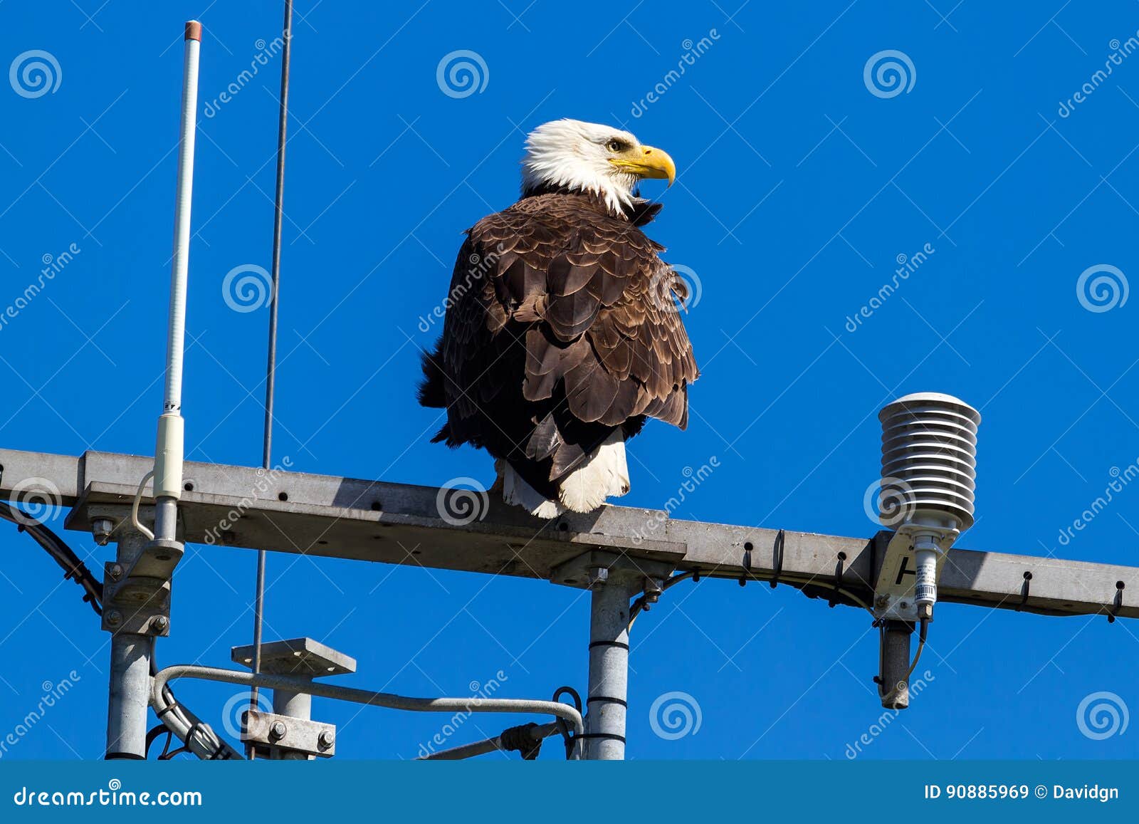 American Bald Eagle on Communication Tower Stock Image - Image of ...