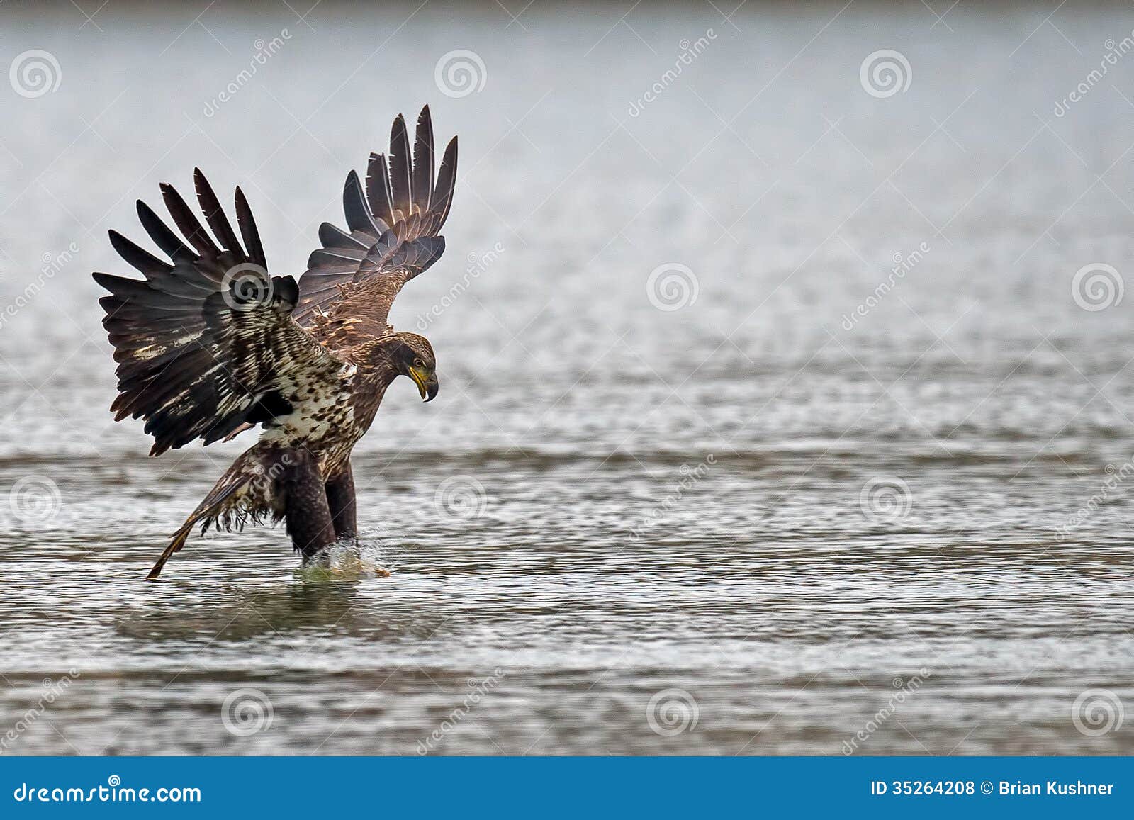 Diving Golden Eagle