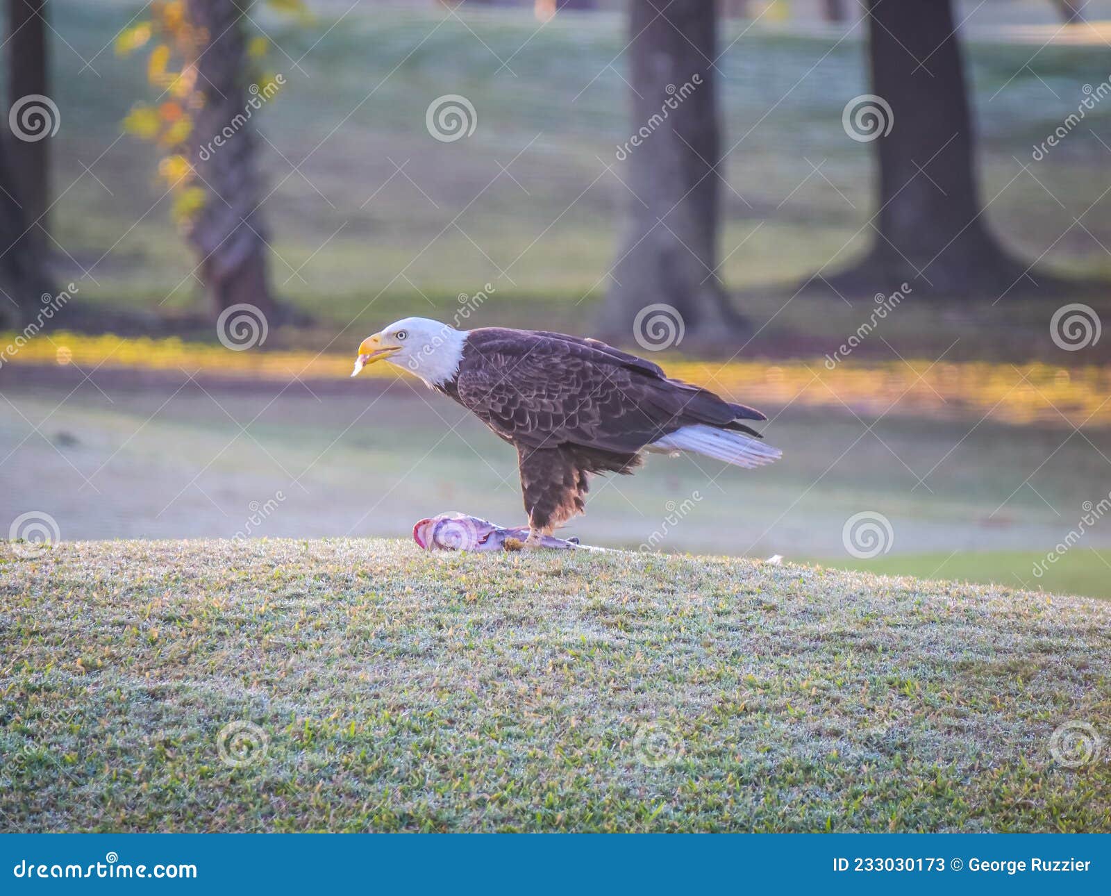Closeup of Bald Eagle Eating Fish Stock Image - Image of bald, wildlife ...