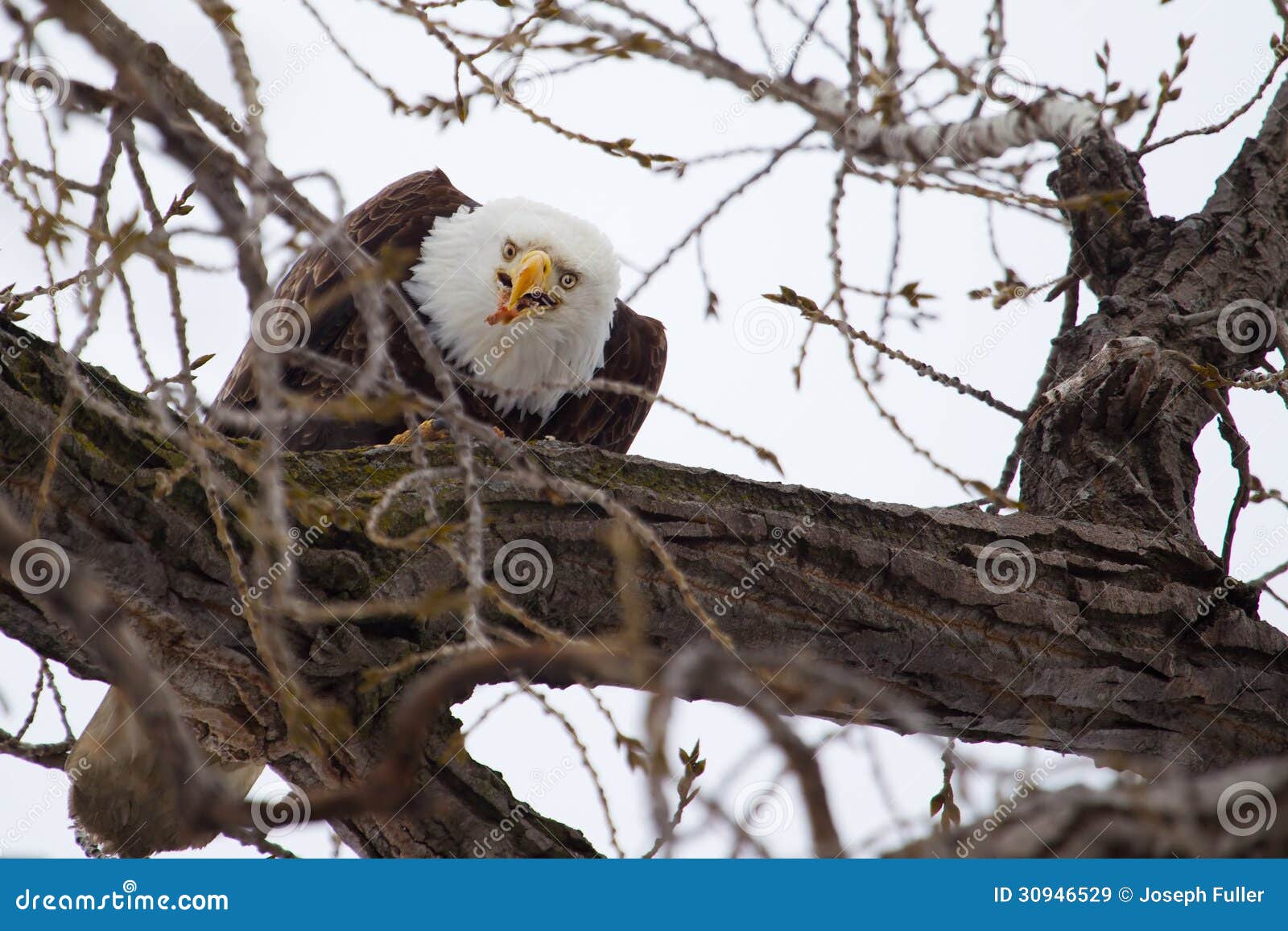 American Bald Eagle eating stock image. Image of closeup - 30946529