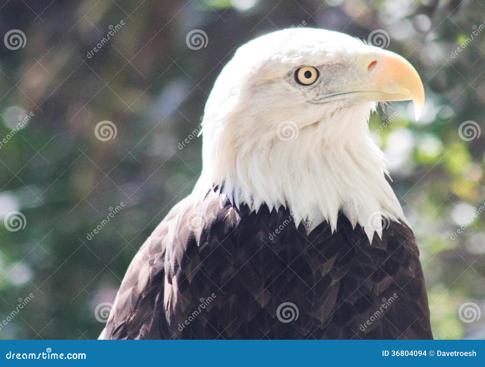 American Bald Eagle Face Shot Stock Photo - Image of patriotic, bird ...
