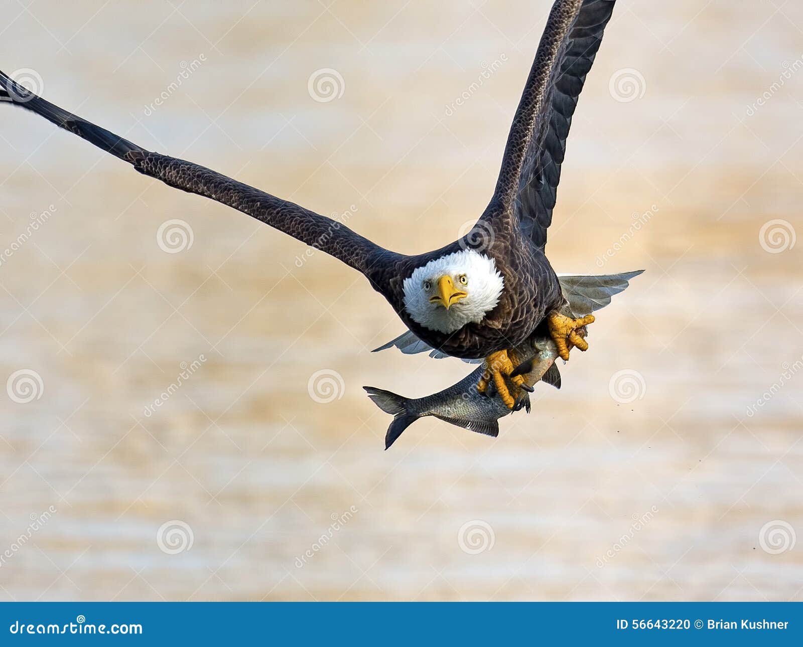 American Bald Eagle with Fish Stock Photo - Image of talons, american ...
