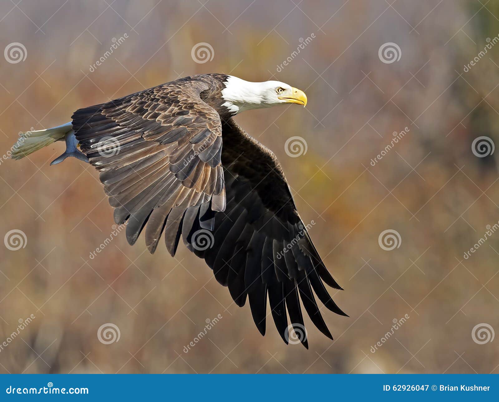 American Bald Eagle with Fish Stock Image - Image of haliaeetus, wings ...