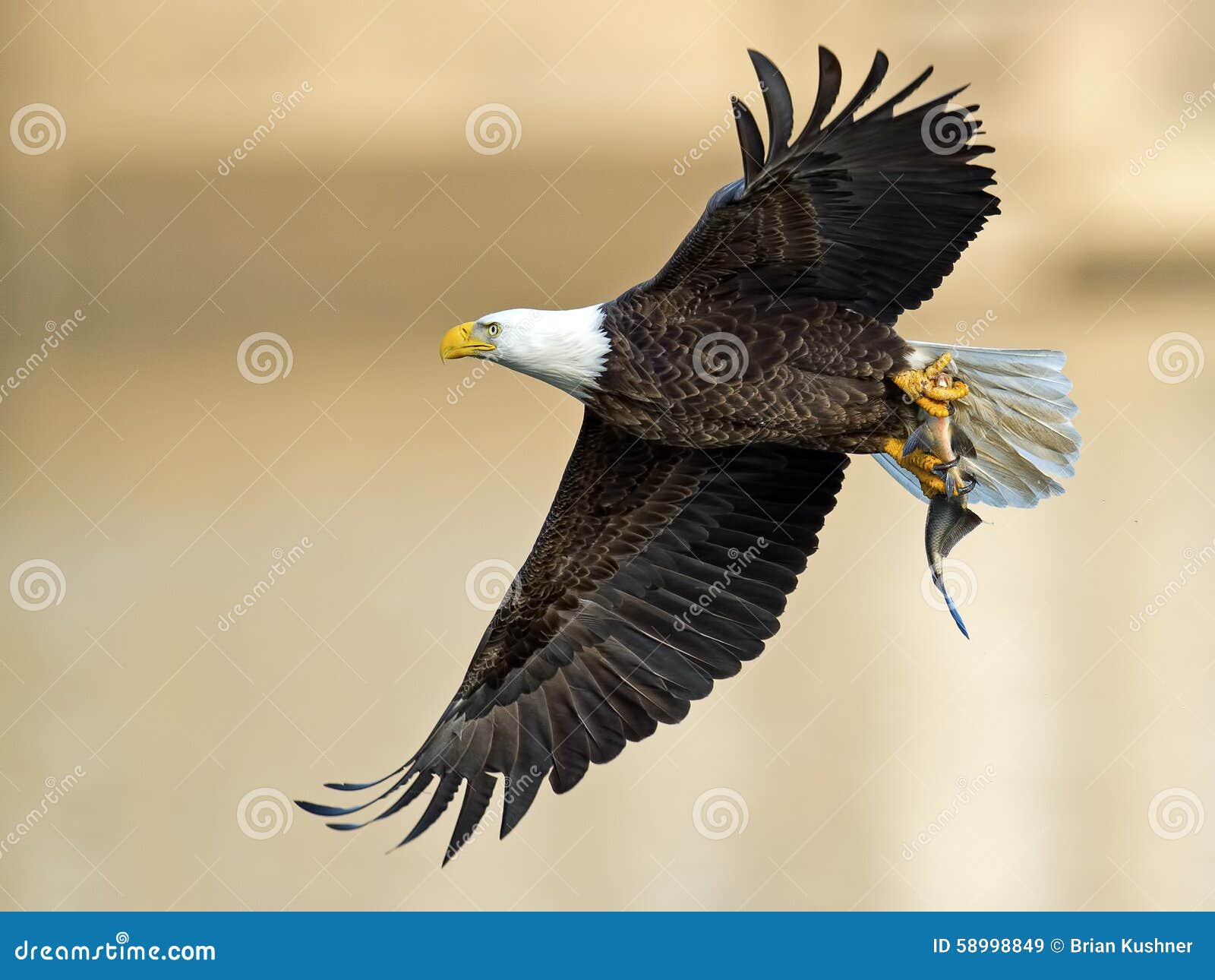 Eagle With Fish In Talons