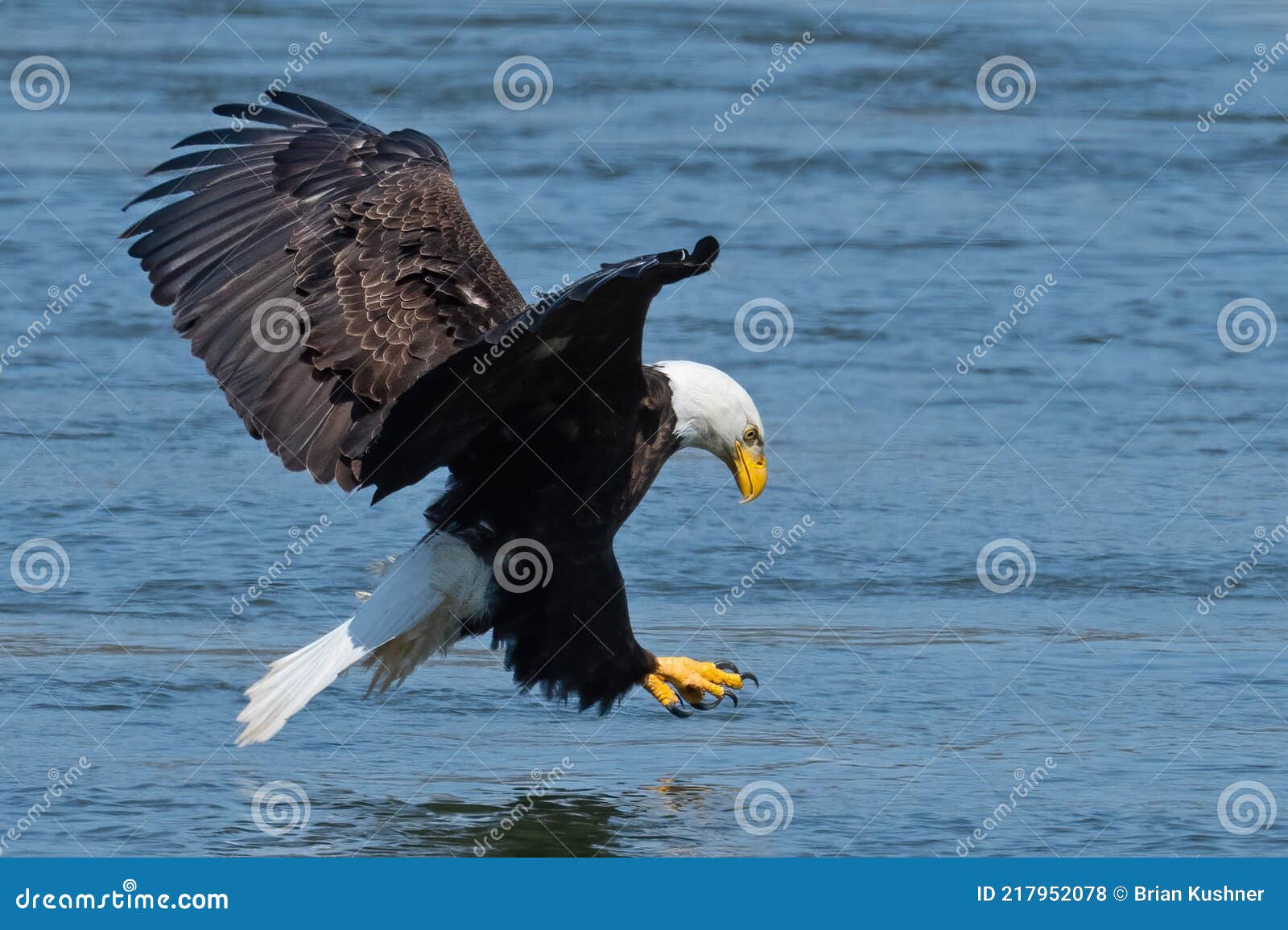 American Bald Eagle Fish Grab Stock Photo - Image of beak, prey: 217952078