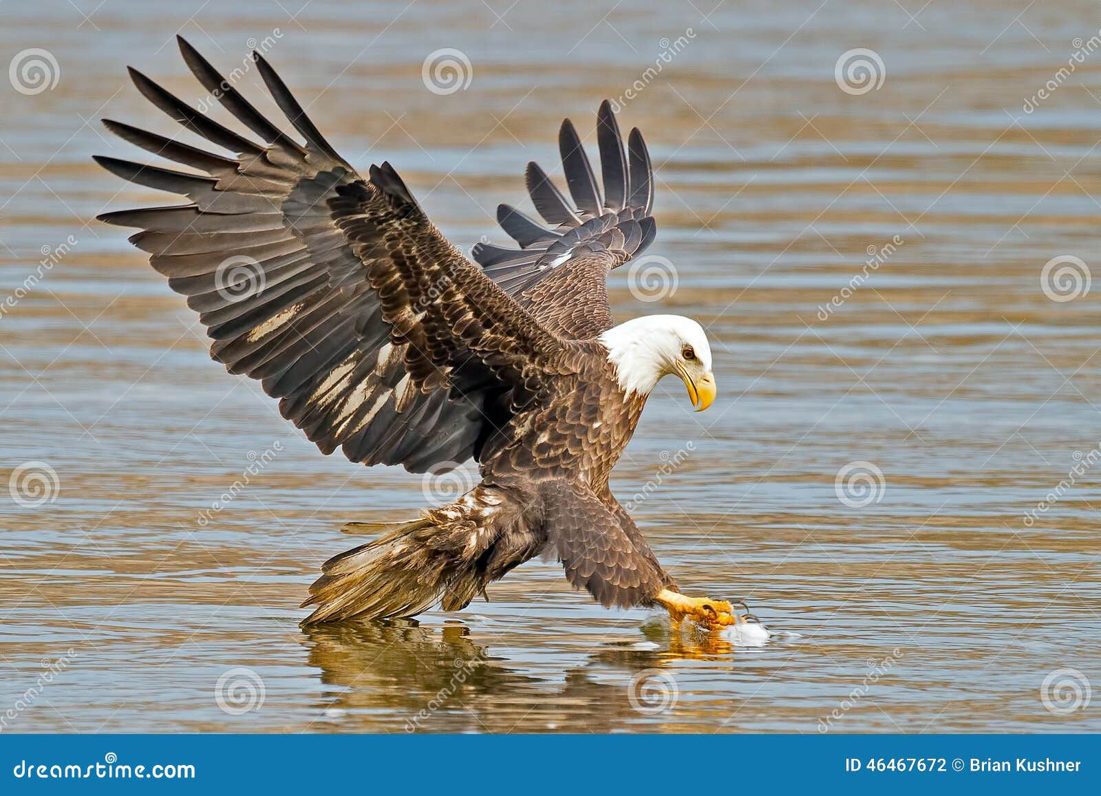 American Bald Eagle Fish Grab Stock Photo - Image of eagle, catch: 46467672