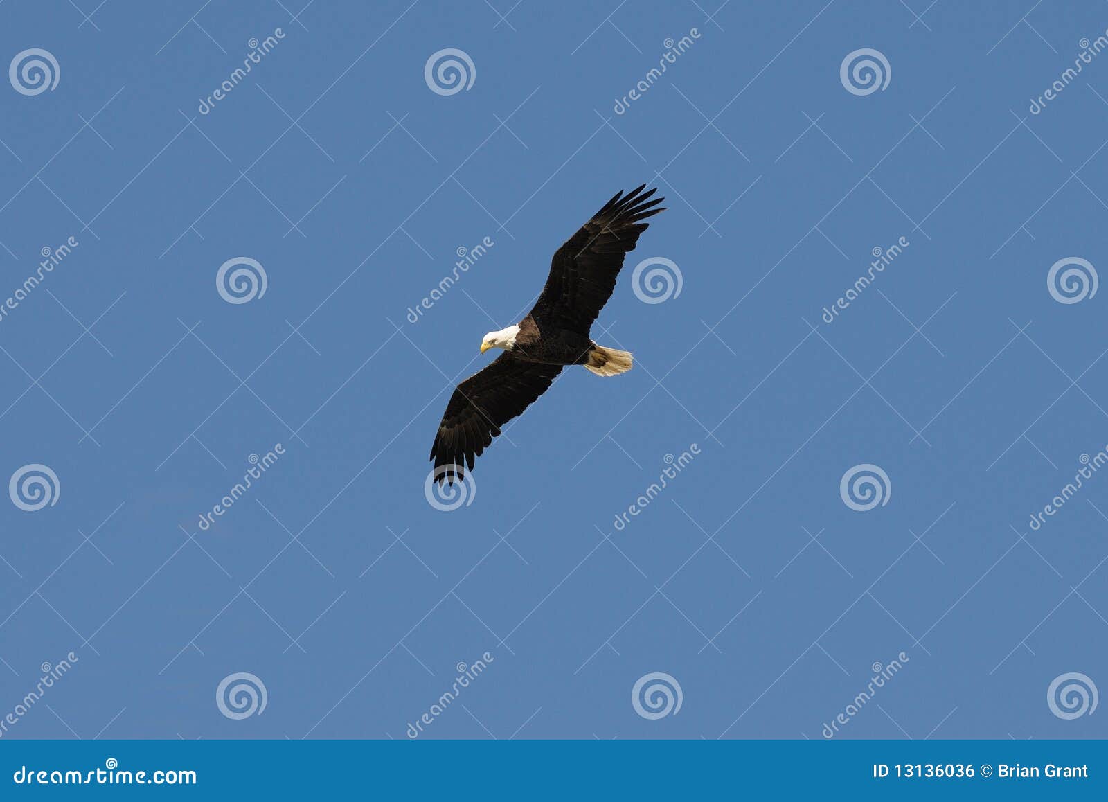 American Bald Eagle in Flight Stock Photo - Image of brown, alert: 13136036