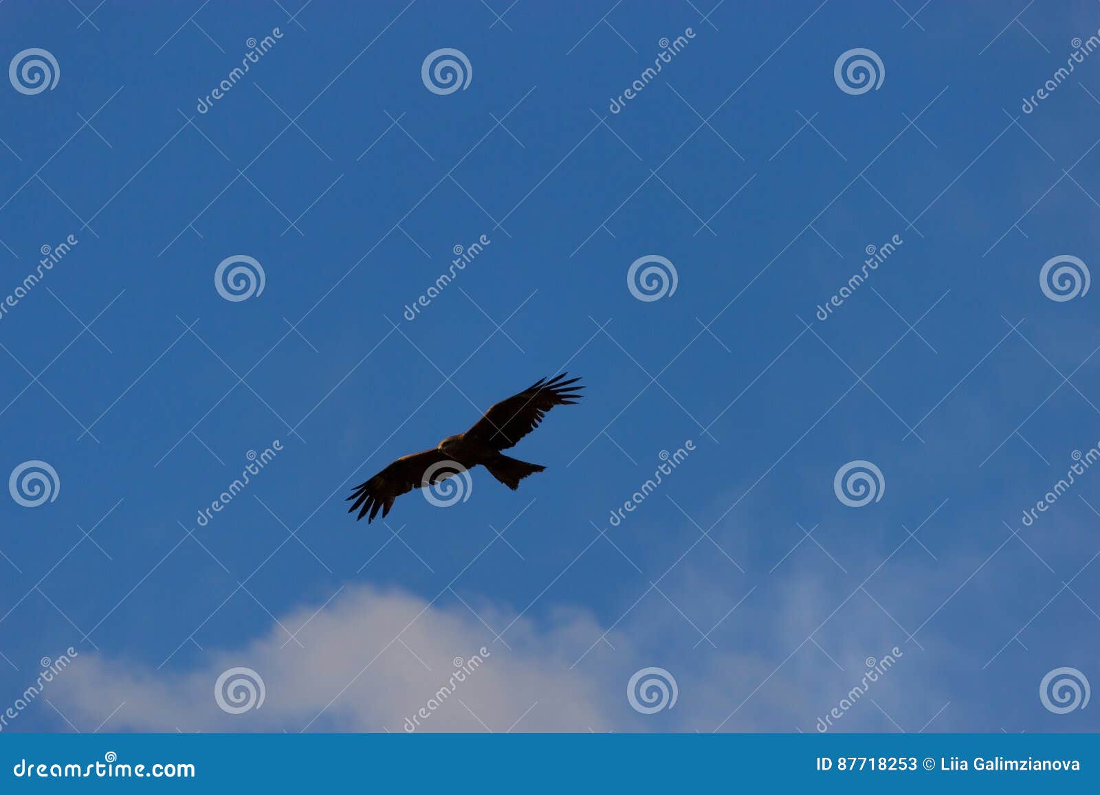 American Bald Eagle in Flight Stock Image - Image of outdoor, baldeagle ...