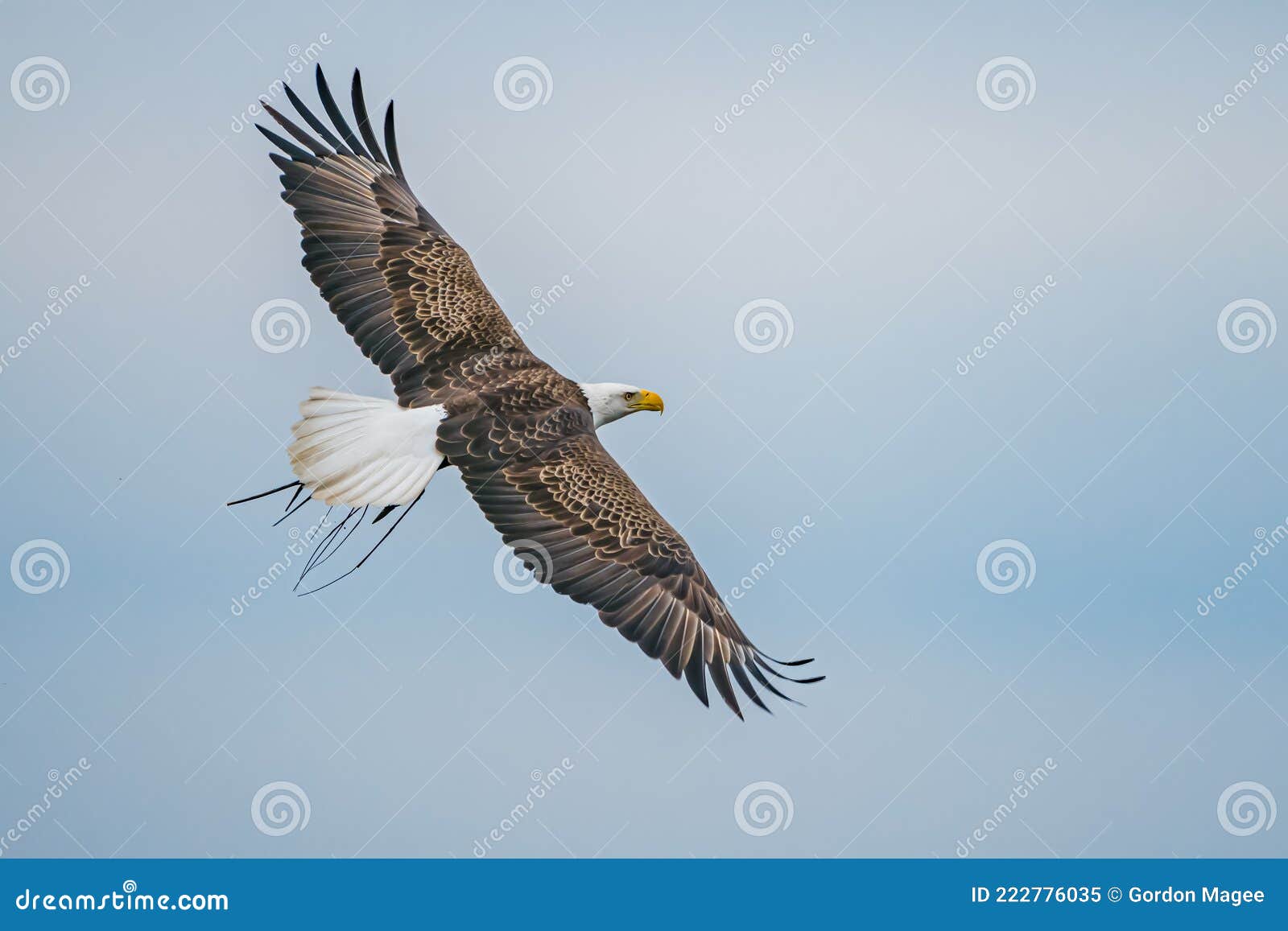 American Bald Eagle in Flight Stock Image - Image of bird ...