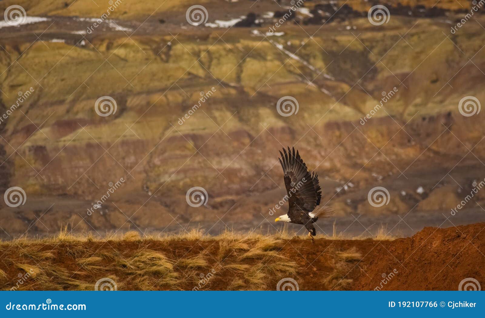 American Bald Eagle in Flight Desert Scene Stock Photo - Image of ...